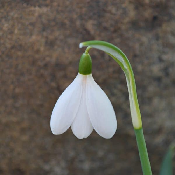 Galanthus 'Moreton Mill' - Swiss-Drops