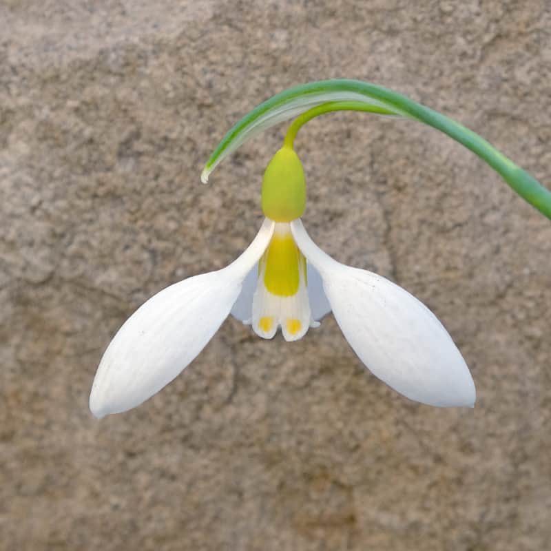 Galanthus 'Ronald Mackenzie' - Swiss-Drops