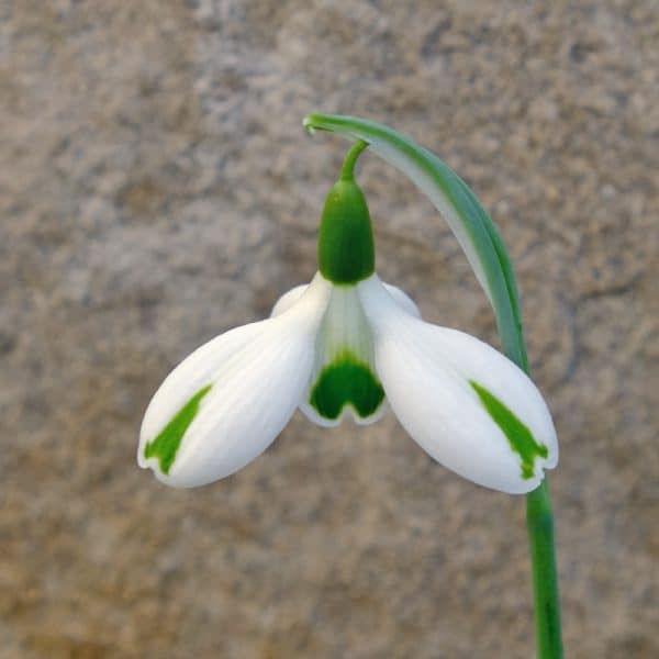 Galanthus 'Trumps' - Swiss-Drops