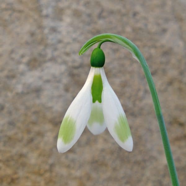 Galanthus 'Moya's Green' - Swiss-Drops
